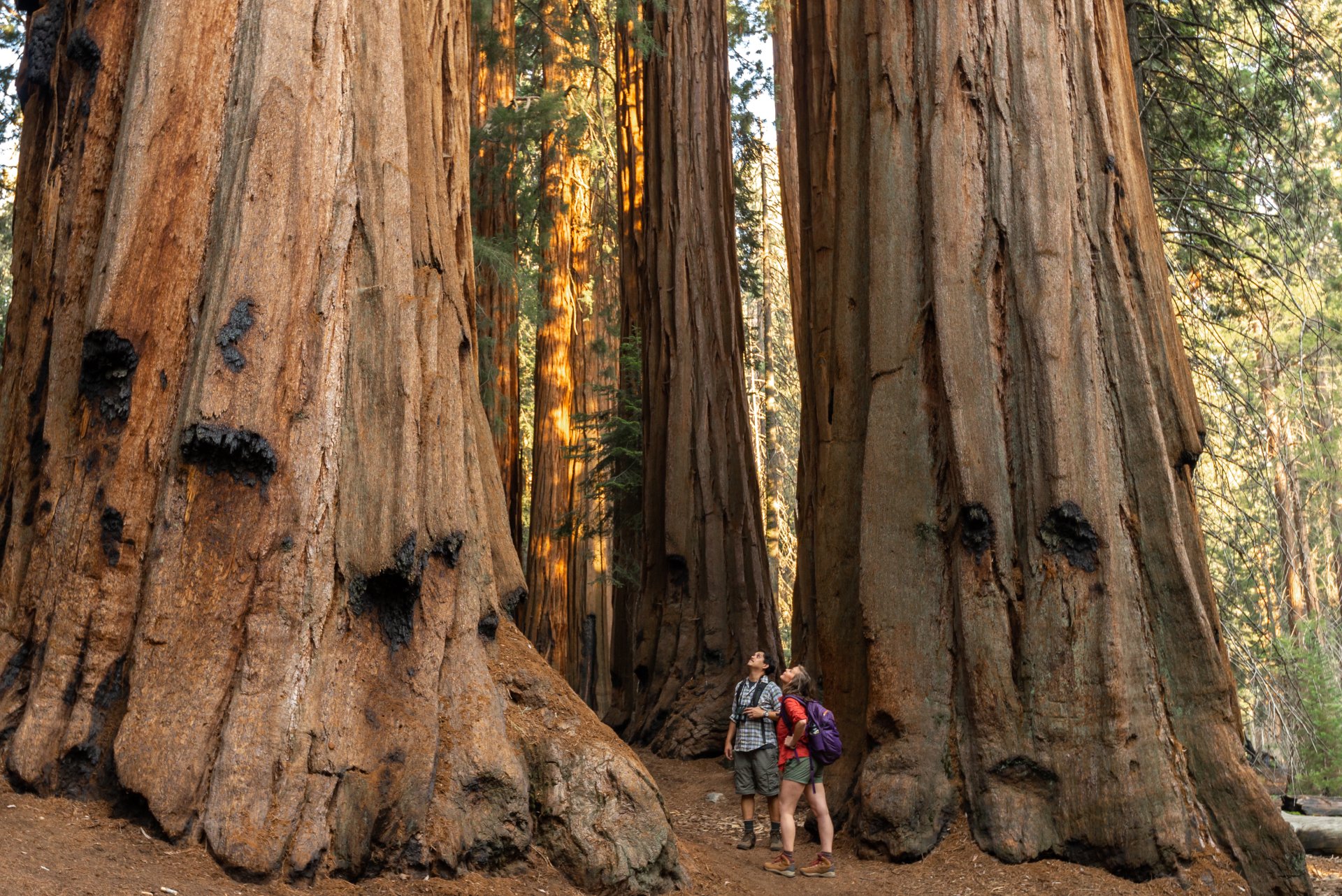 HOME [www.discoverthesequoias.com]