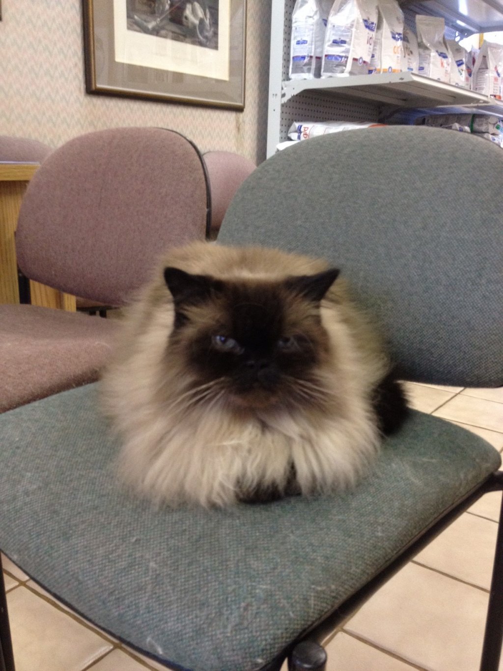 Veterinary Clinic | Oviedo, FL | Town & Country Veterinary Clinic