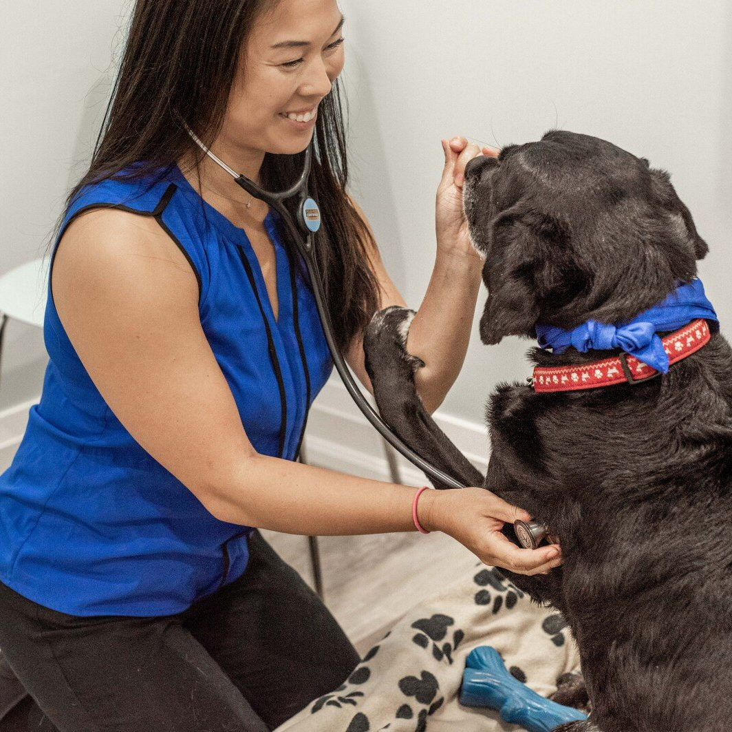 Preventitive Care in Oakville, ON | Mac Animal Clinic