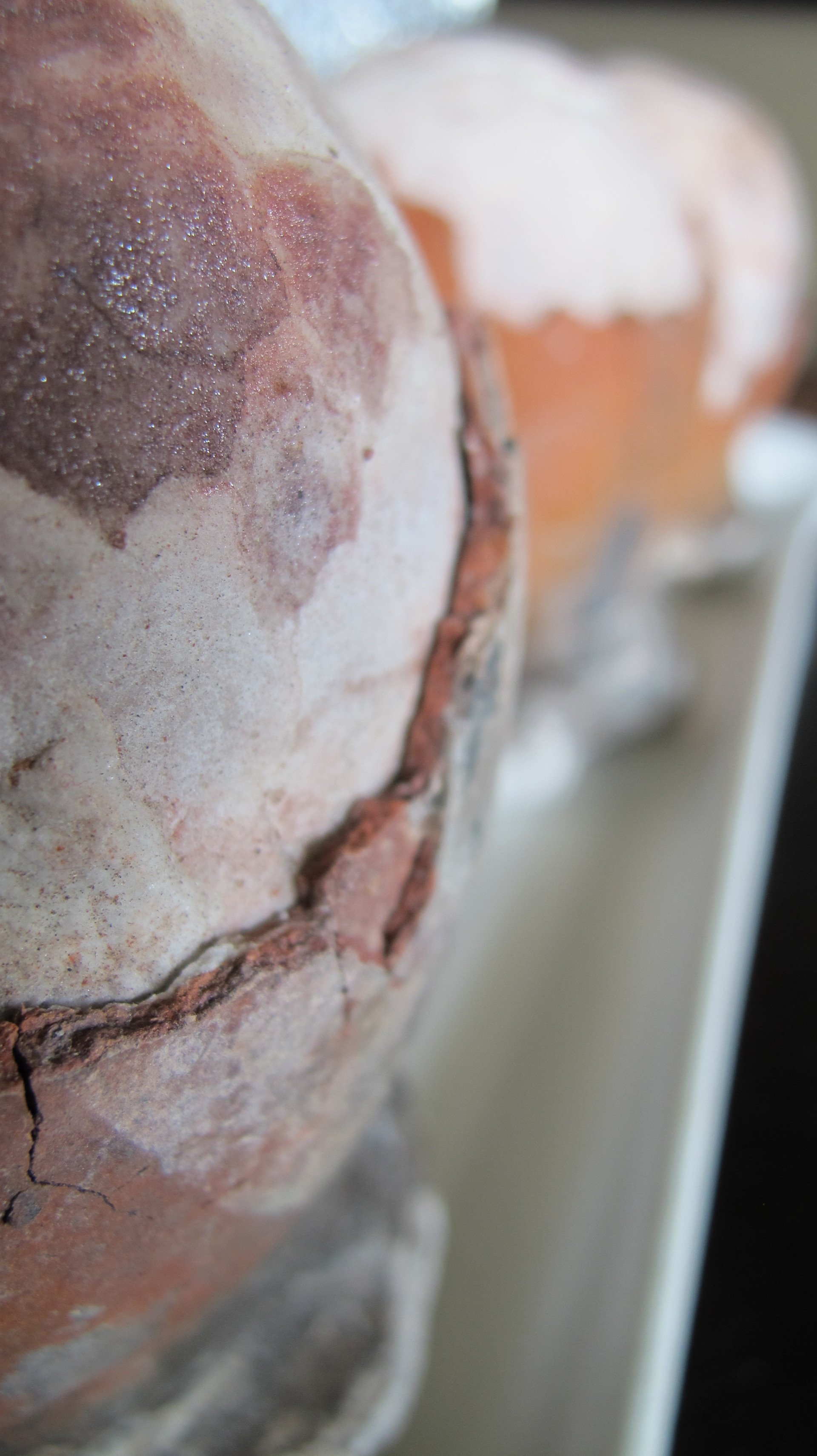 Asin Tibuok | The Dinosaur Egg | Philippine Sea Salts | xroads ...