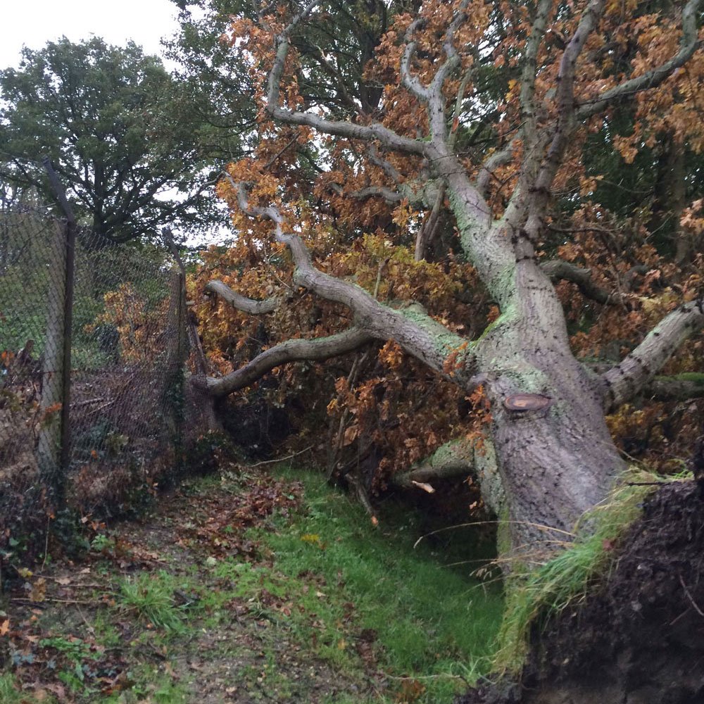 The Tree Management Company | All Arborist Services