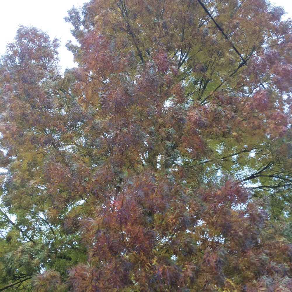 The Tree Management Company | Arborist Services