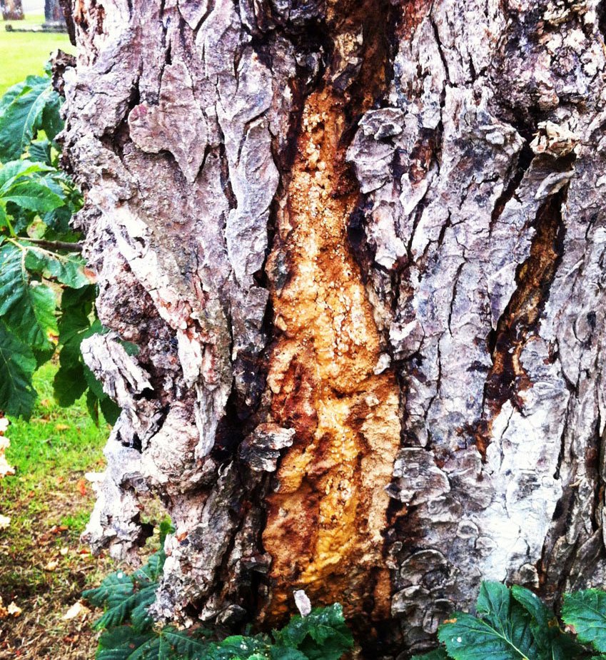 The Tree Management Company | Trained Arborists in Dorset & Hampshire