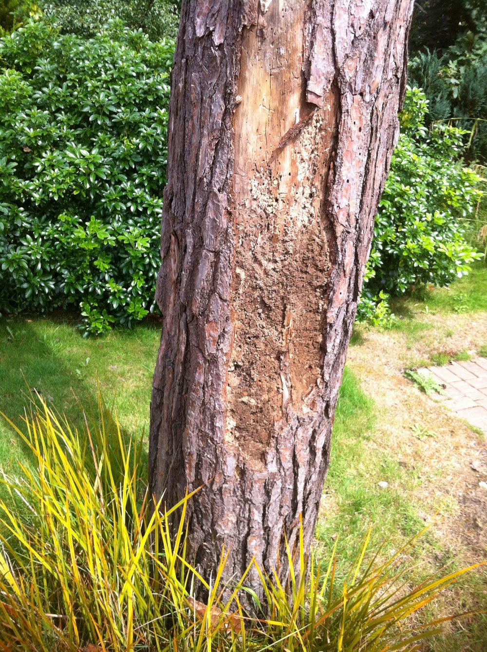 The Tree Management Company | Trained Arborists in Dorset & Hampshire