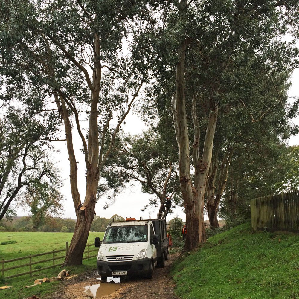 The Tree Management Company | All Arborist Services