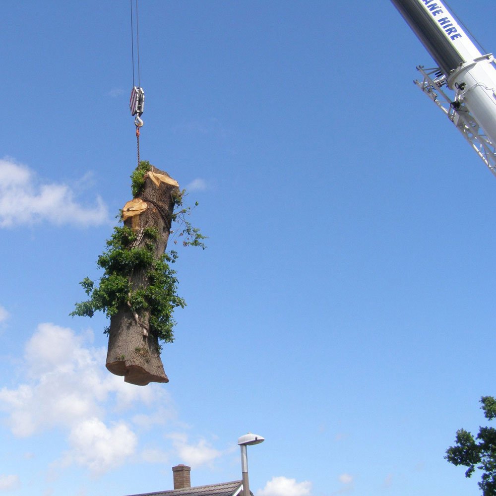 The Tree Management Company | All Arborist Services