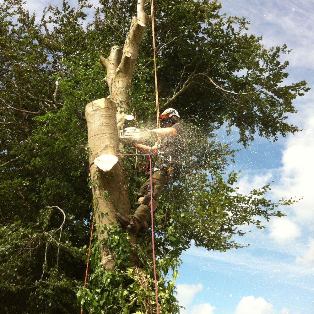 The Tree Management Company | All Arborist Services