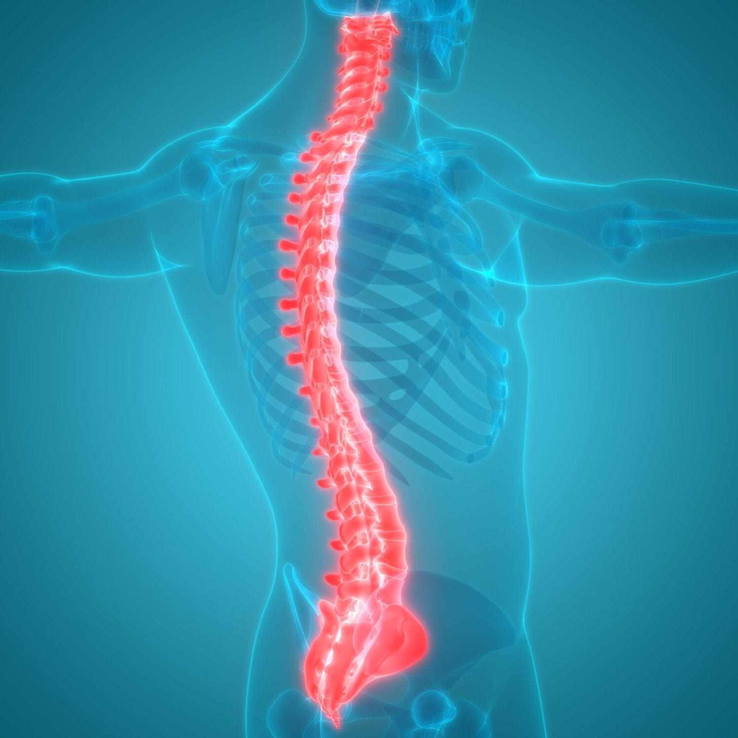 Anatomy Of The Spine Anatomy Of The Spine