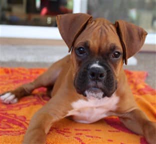 Boxer Dog Paw Care