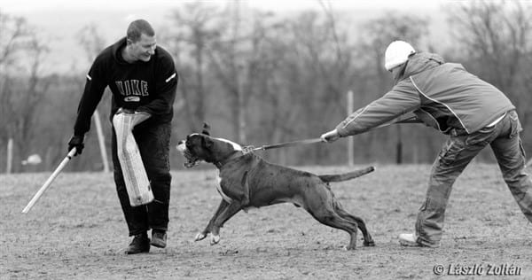 Training a Boxer Dog for Bite Work
