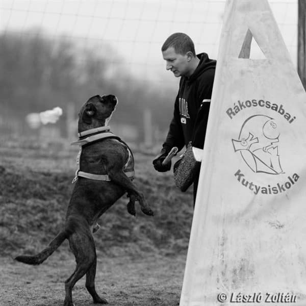 Training a Boxer Dog for Bite Work