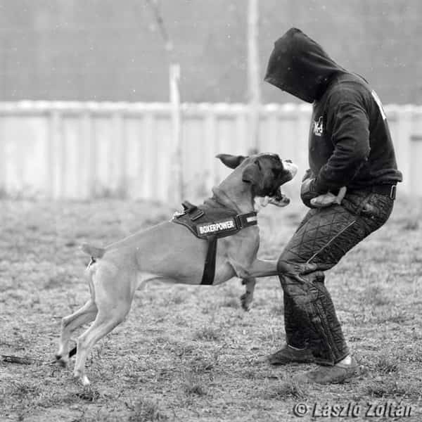 Training a Boxer Dog for Bite Work