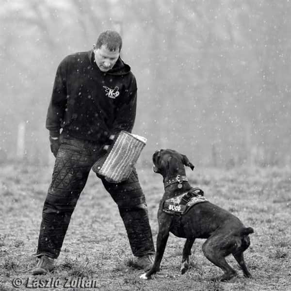 Training a Boxer Dog for Bite Work