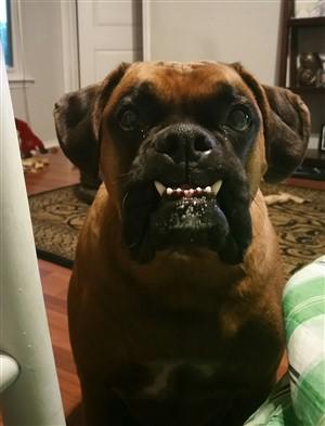Boxer Dog Information Center | Awesome Boxer Photos