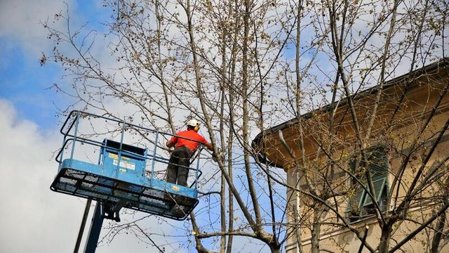 Tree Topping | Crown Pruning Reduction | Tree Services Huntington