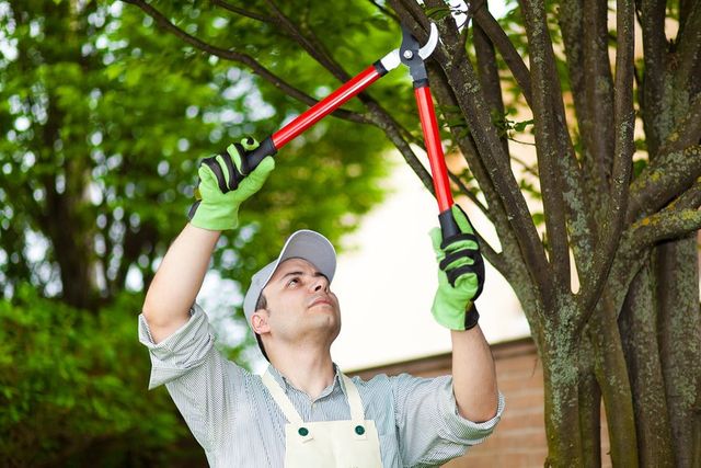 Tree & Brush Trimming | Tree Services Huntington | New York