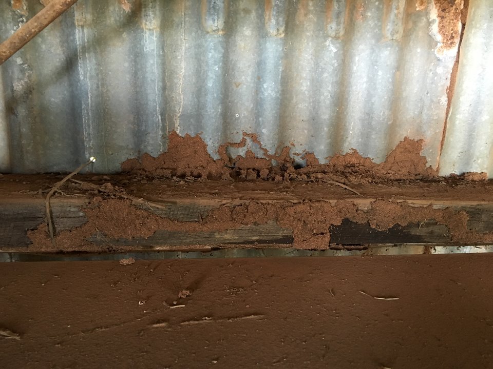 Termite Control Service | Sargent Pest Control | Mildura