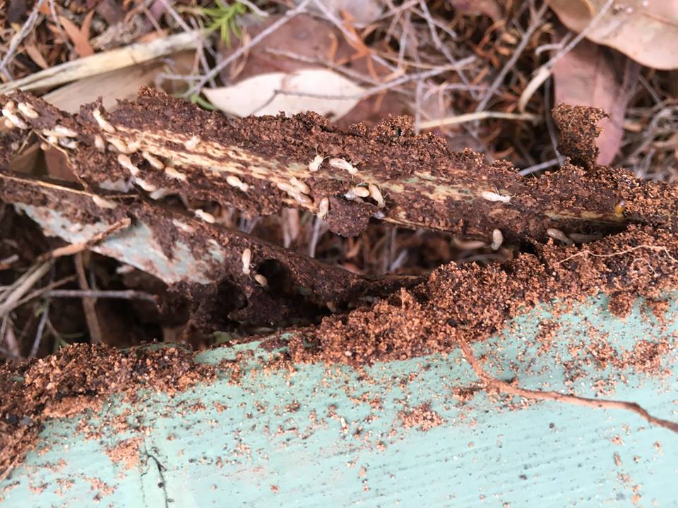 Termite Control Service | Sargent Pest Control | Mildura