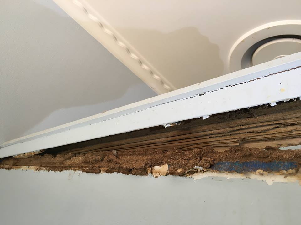 Termite Control Service | Sargent Pest Control | Mildura