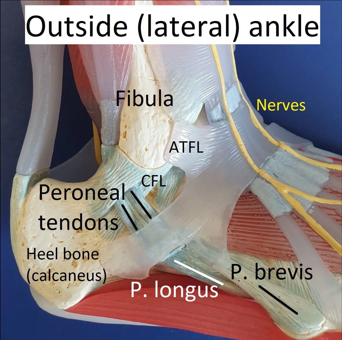 Peroneal Tendons | Ankle | Dr Ben Beamond | Adelaide
