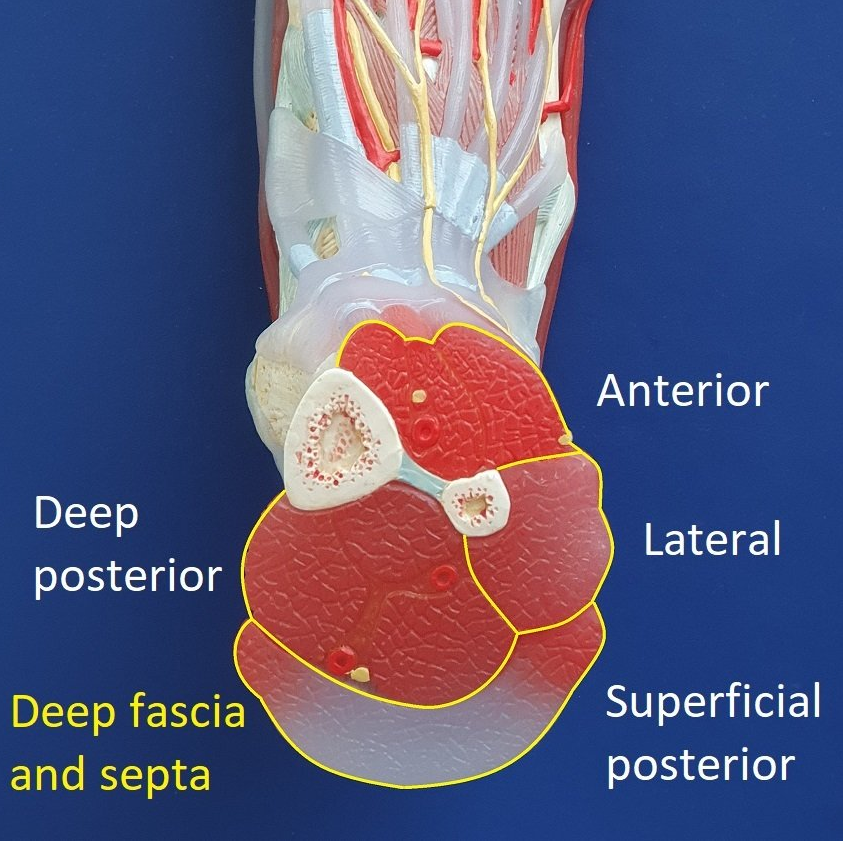 CECS | Dr Ben Beamond | Adelaide