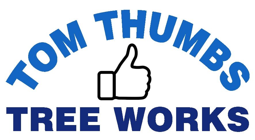 Tree & Stump Removal in Caboolture | Tom Thumb Tree Works