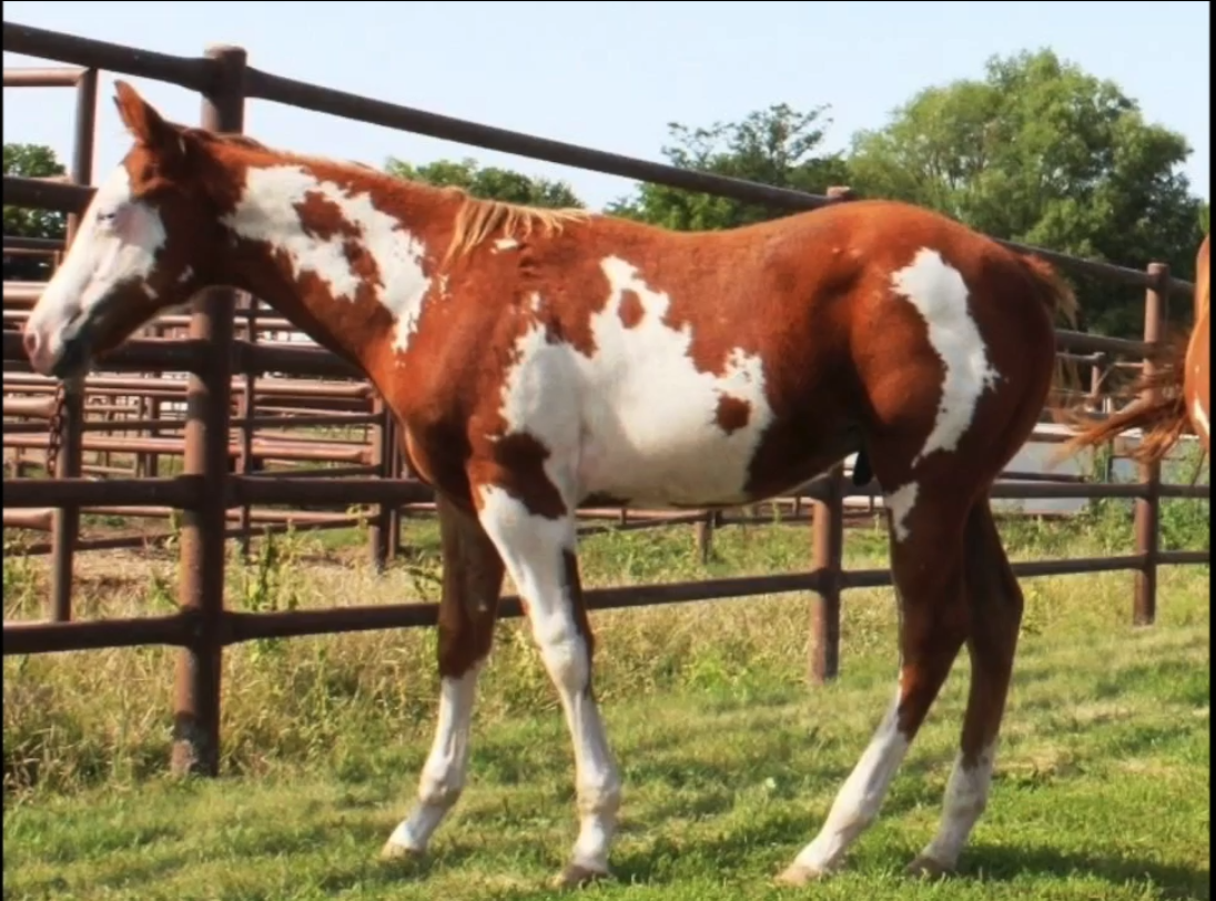 About Rockin By Moonlite | Triple Registered Stallion | Richards Ranch
