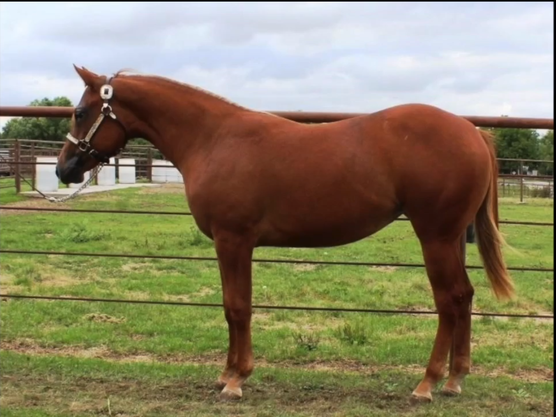 About Rockin By Moonlite | Triple Registered Stallion | Richards Ranch