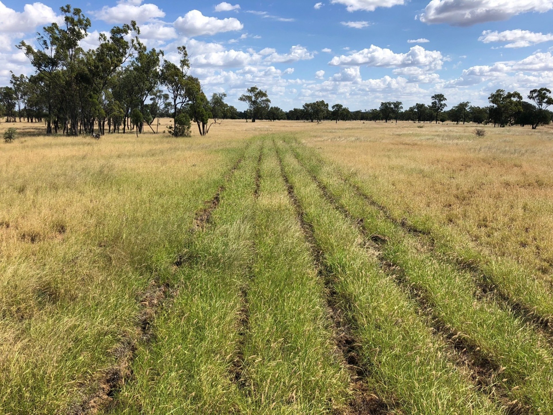 Cattle Deep Ripping Farming Machinery