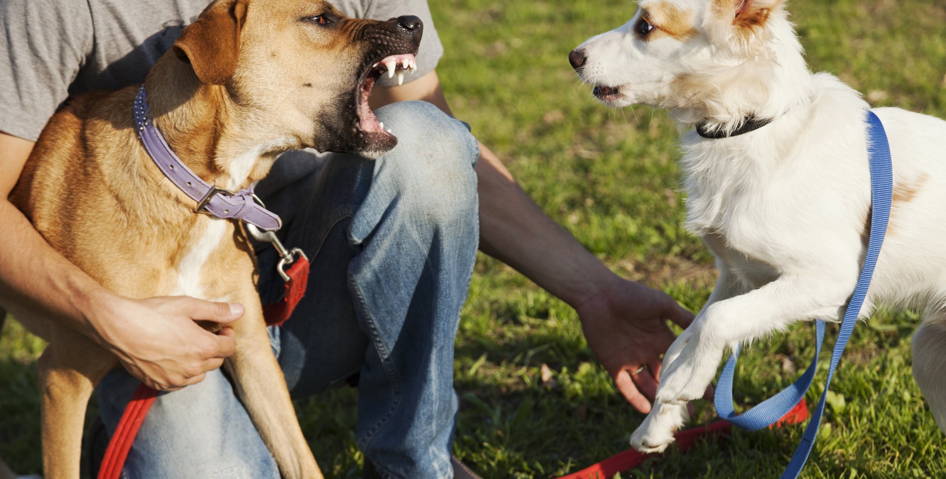 Making Man’s Best Friend Better | Home - Wagging Rights Dog Training