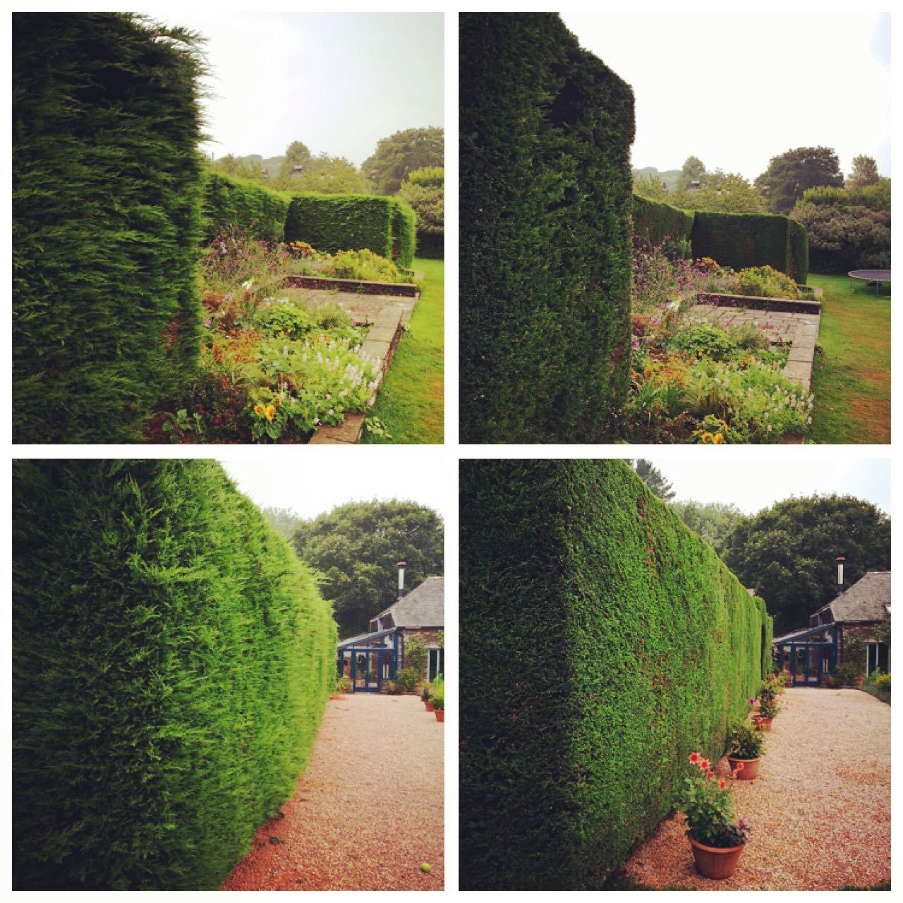 Hedge Trimming Torquay | Clear View Tree & Hedge Services