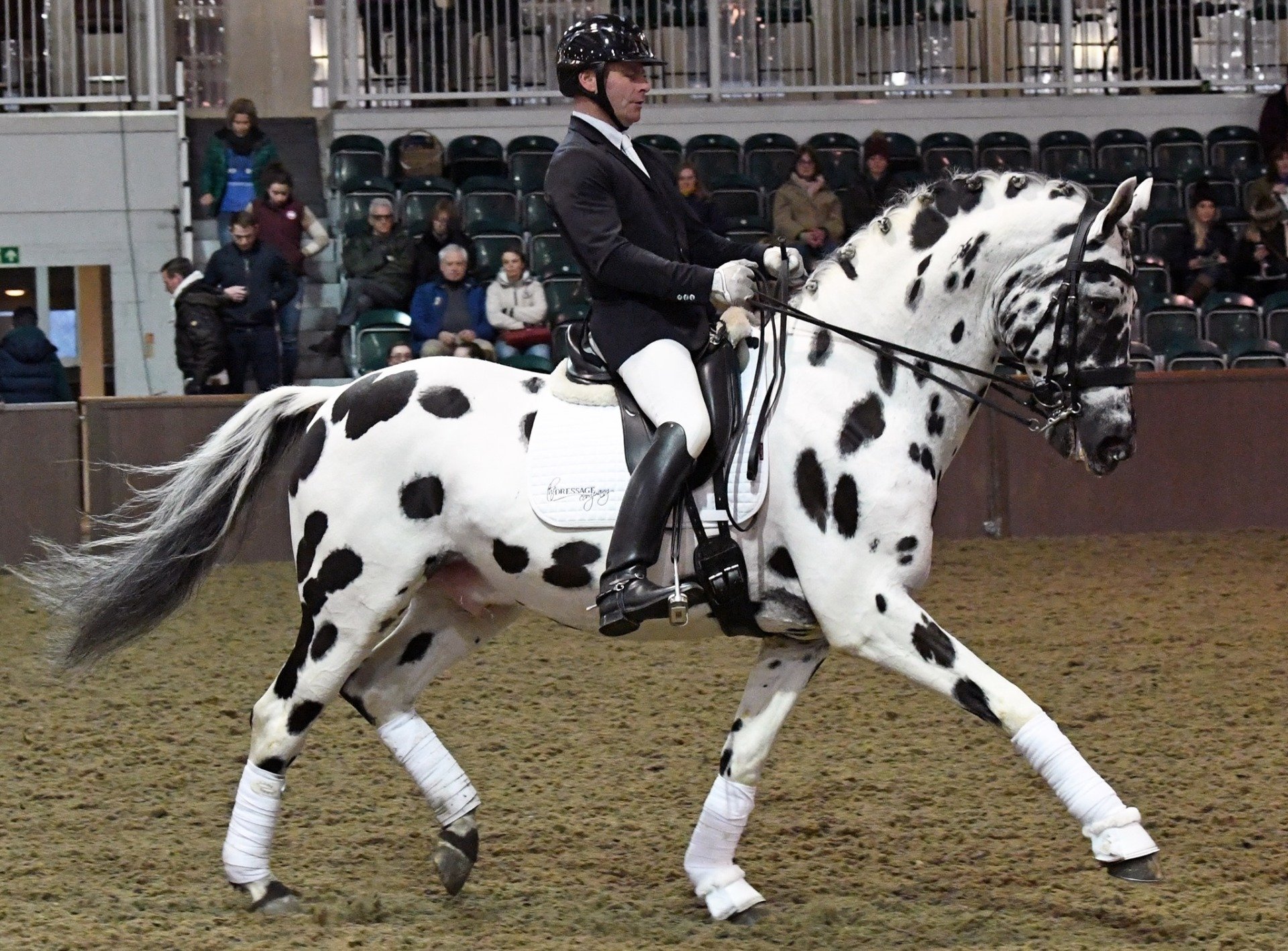 HOME [dressagestuds.com]