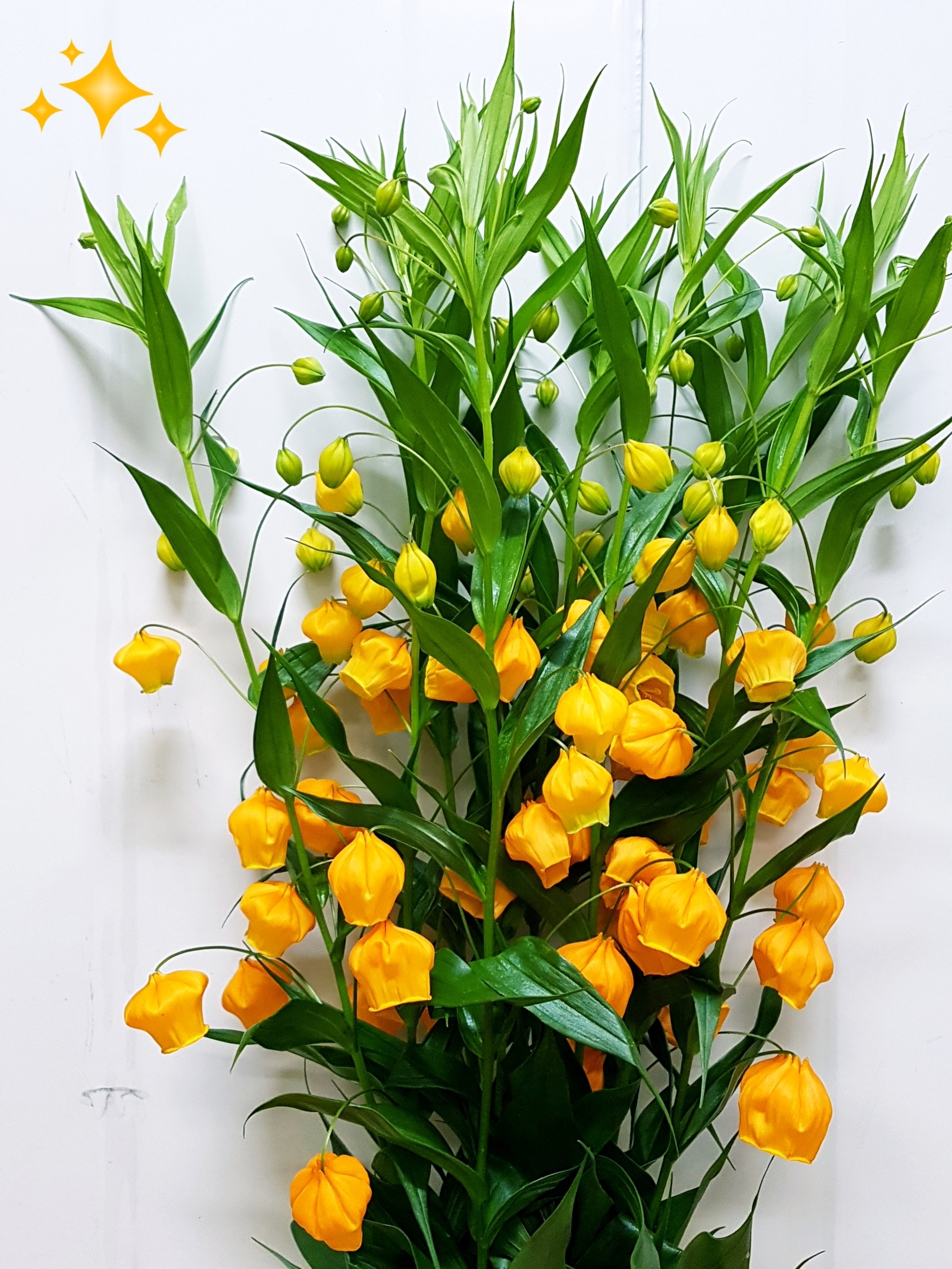 Blooms Floral Imports Ltd | Gallery