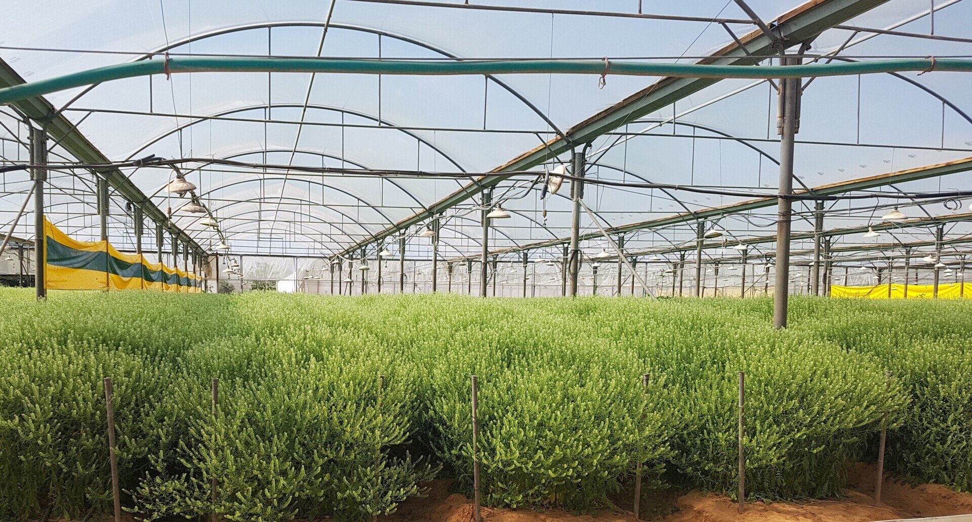 Blooms Floral Imports Ltd | Gallery