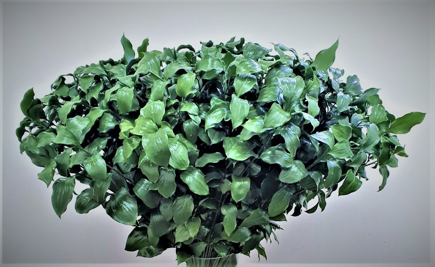 Blooms Floral Imports Ltd | Gallery