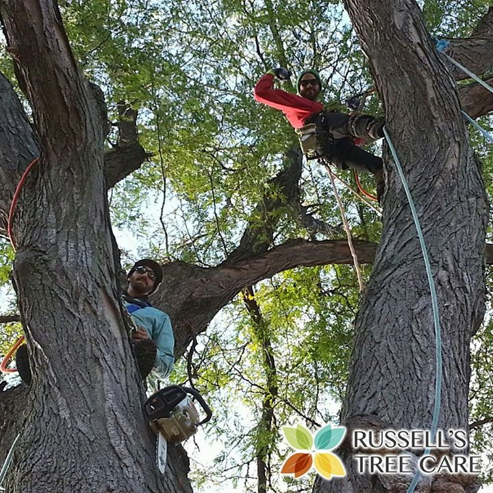 Home | Northwest Indiana | Russell's Tree Care