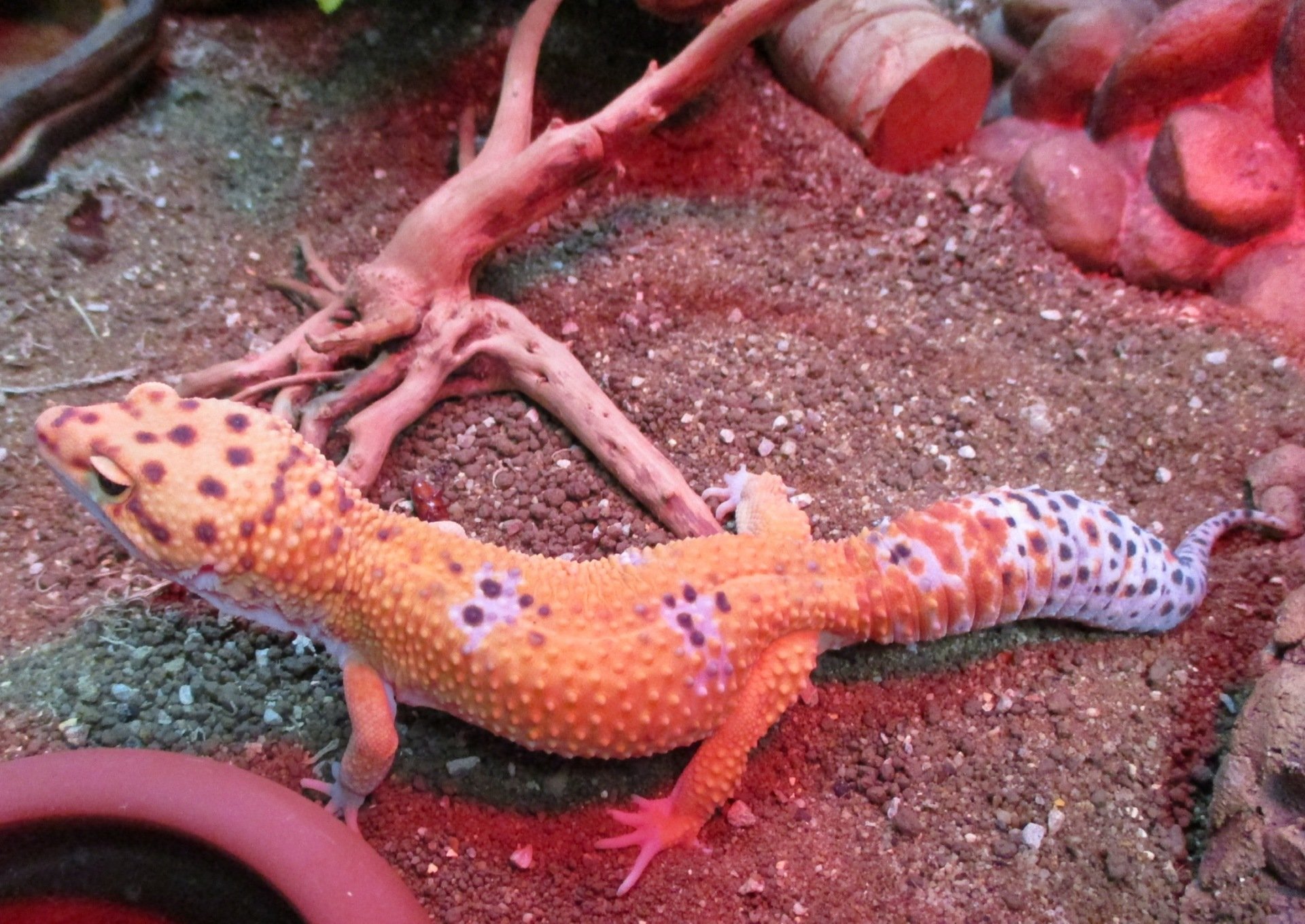 Reptile shop | Durham | Seaham Pets, Gardens & Reptiles