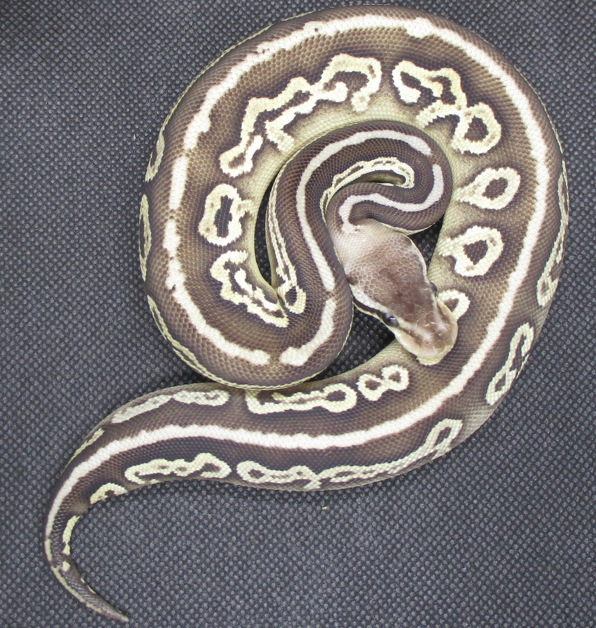 Reptile shop | Durham | Seaham Pets, Gardens & Reptiles