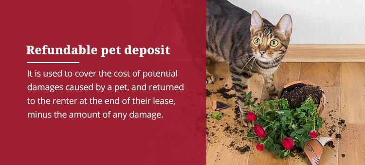 Should I Allow Pets In My Rental? | Property Management