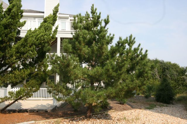 Recommended Plants for Growing in the Outer Banks