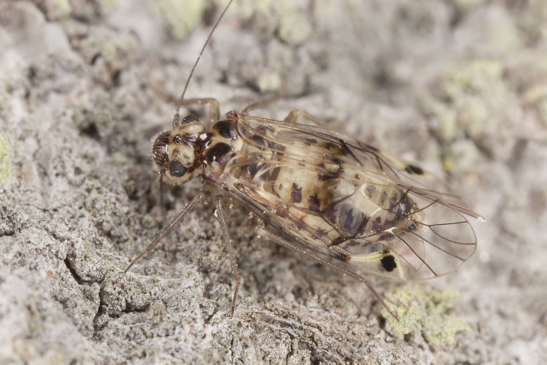 Associate Certified Entomologists - Daly City, CA - Alert Pest Control ...