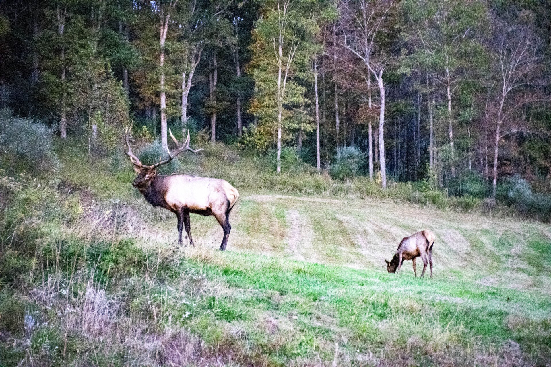 Medix Run Lodges | Things to Do and Lodging in Elk Country, PA