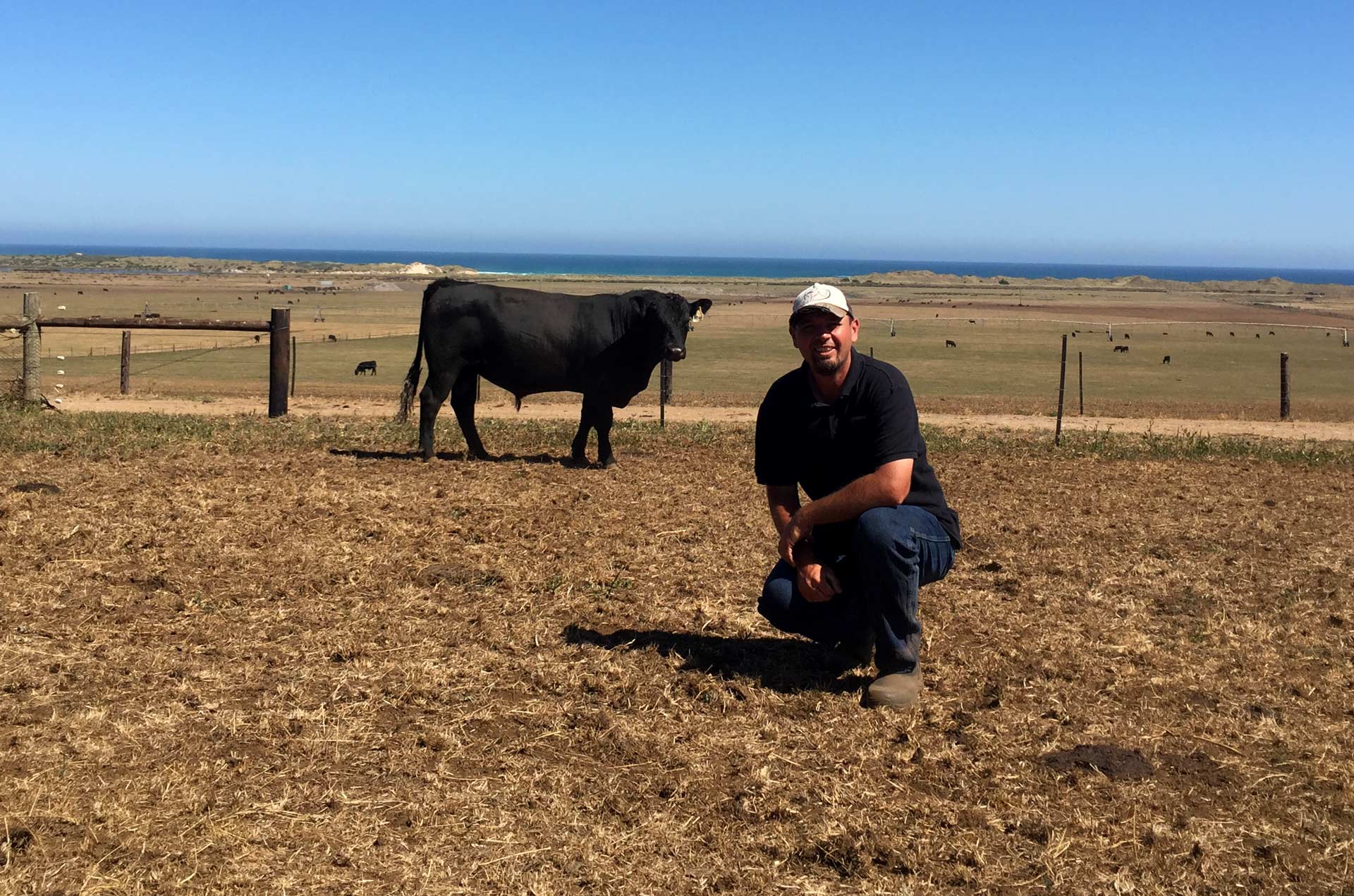 Livestock News & Updates | Stud Beef Victoria