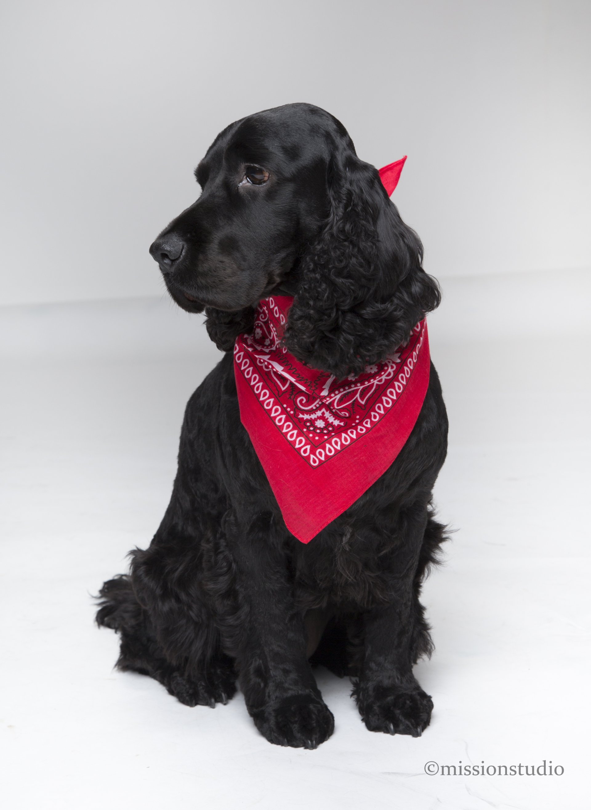 Puppy grooming in Mansfield | K9 Cuts Professional Grooming