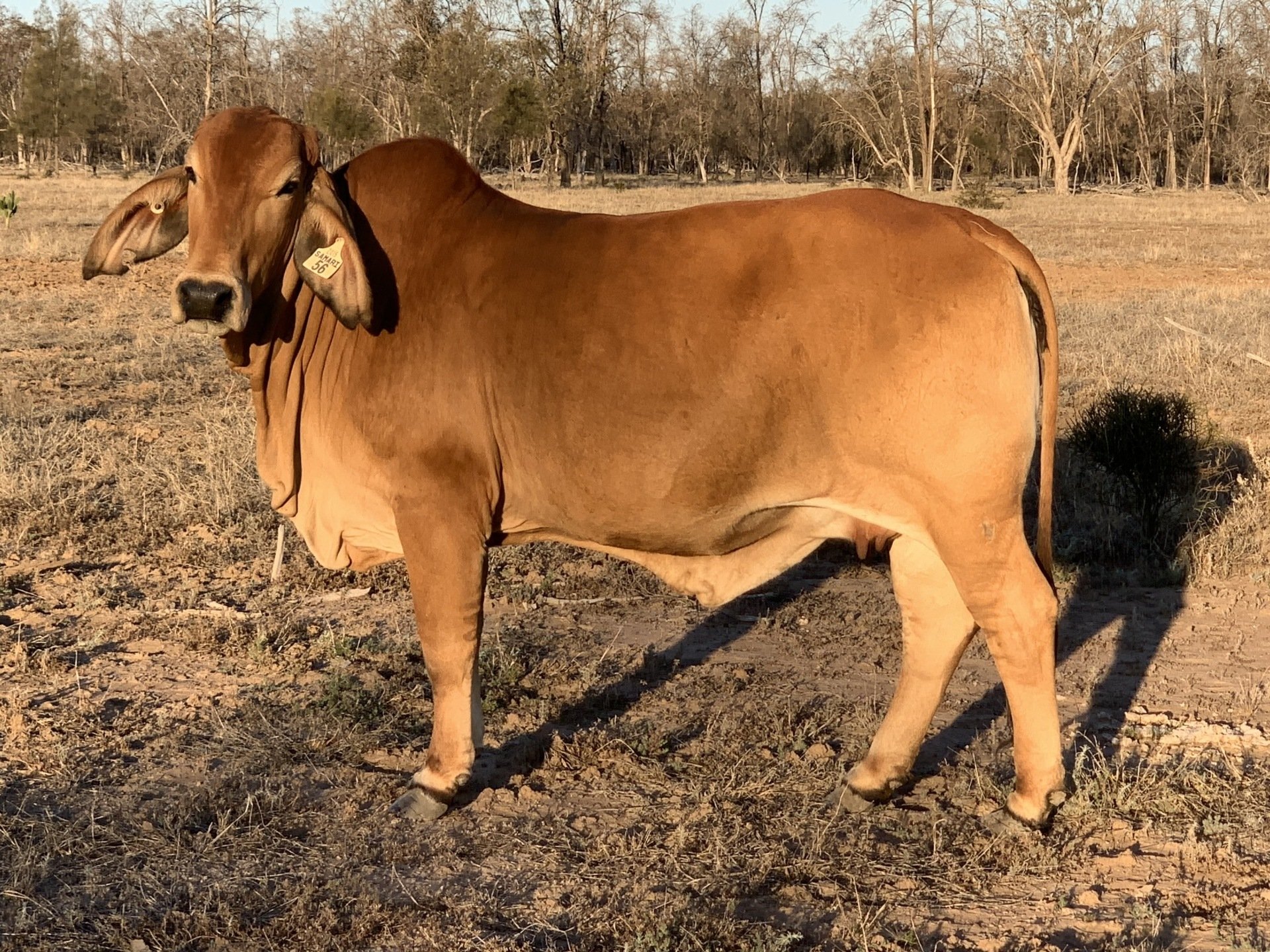 Female Bulls in Roma QLD | Samari Red Brahmans