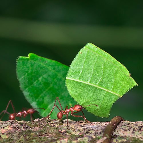 Pest Control Bayonne Nj