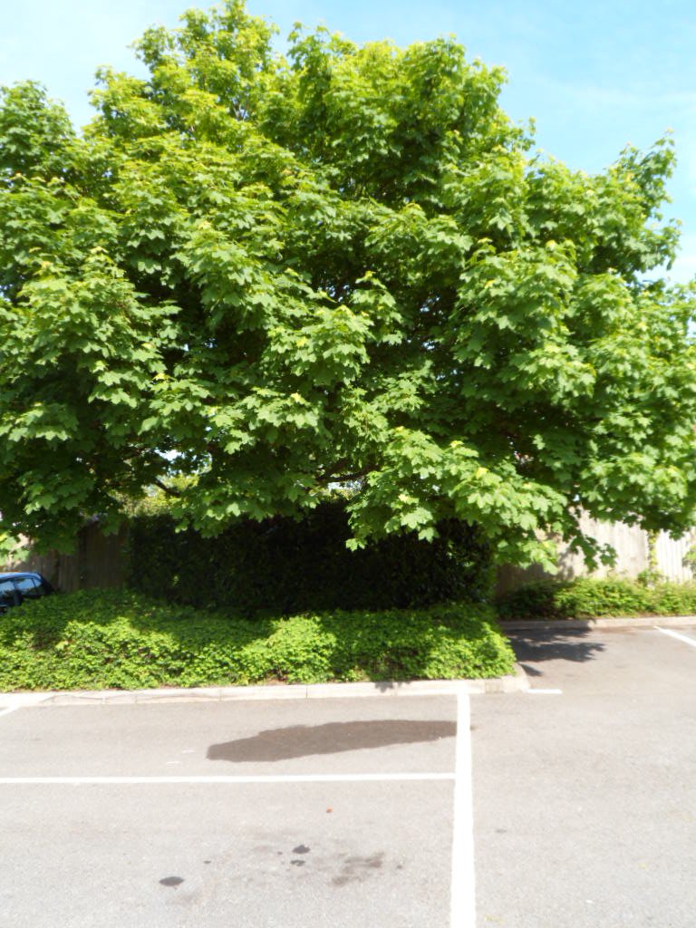 Gardening projects | Wessex Gardeners Ltd