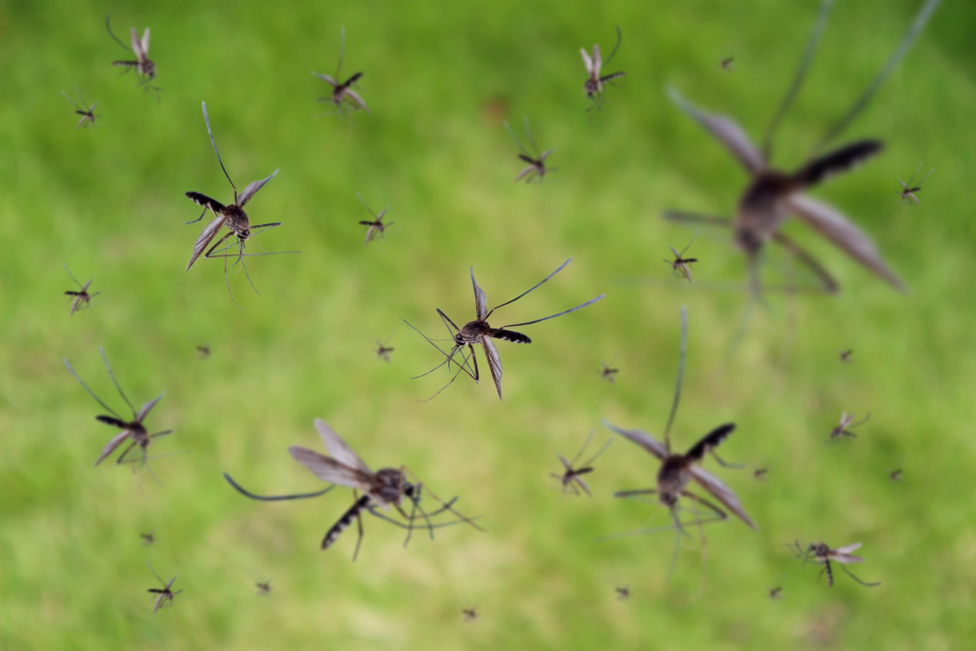 Flying Insects | Carlisle, PA | Peters Pest Control