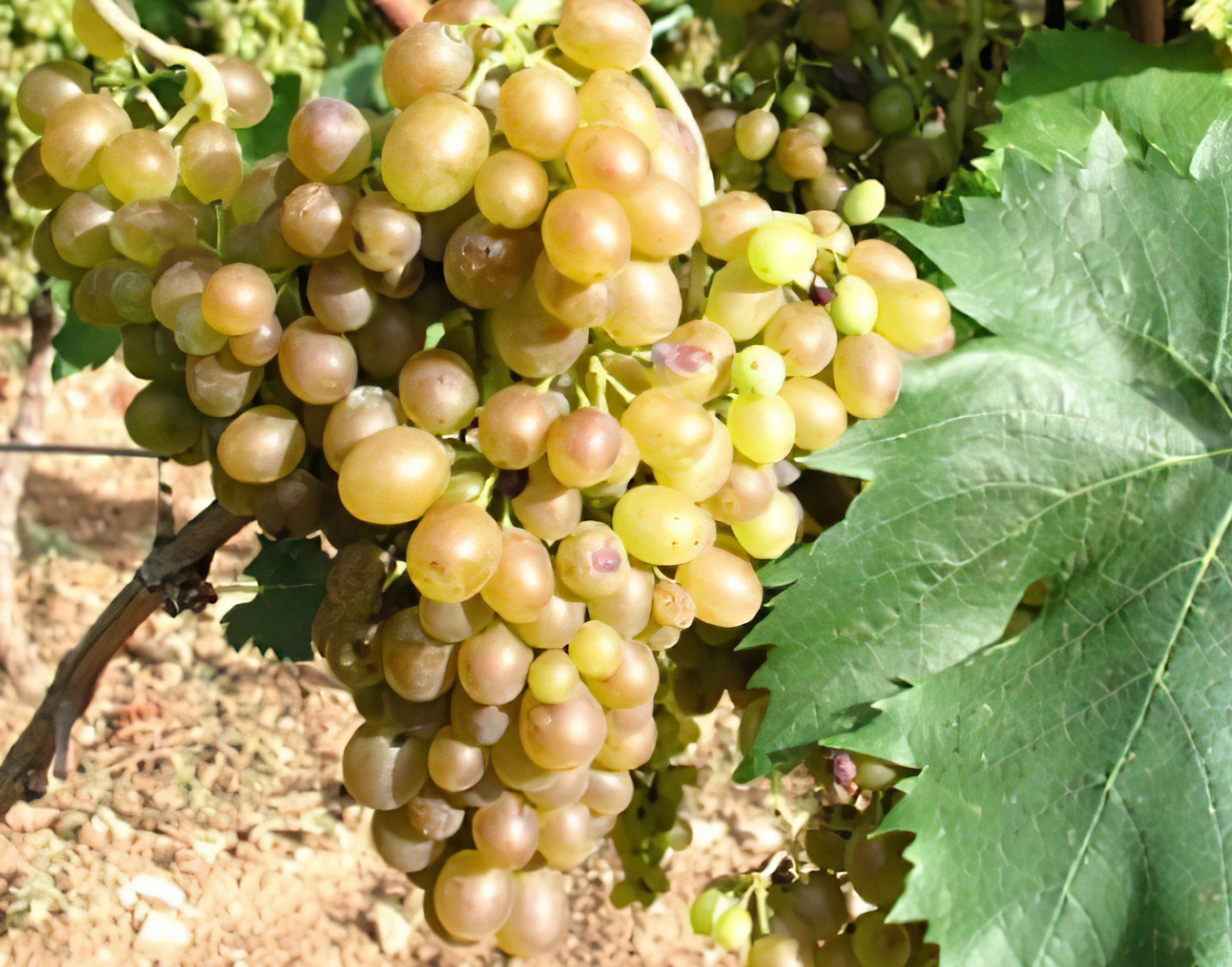 Everything you ever wanted to know about the life cycle of a grape