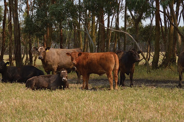 Limousins produce ideal vealers in South Australia – Australian ...